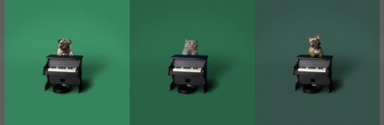 Pet Piano