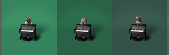 Pet Piano
