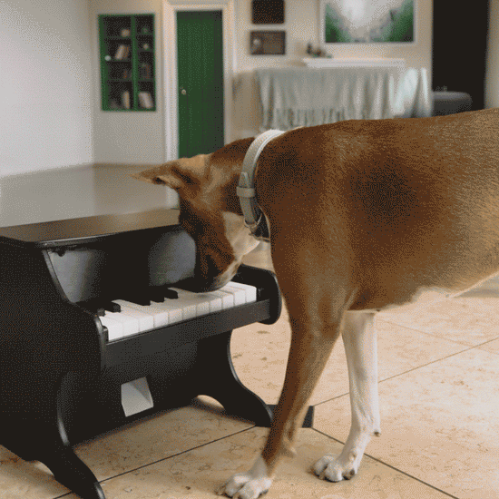 Pet Piano